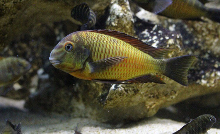 Tropheus Golden Kazumba | Coopscichlids