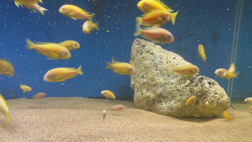 Tropheus Albino Kipili | Coopscichlids