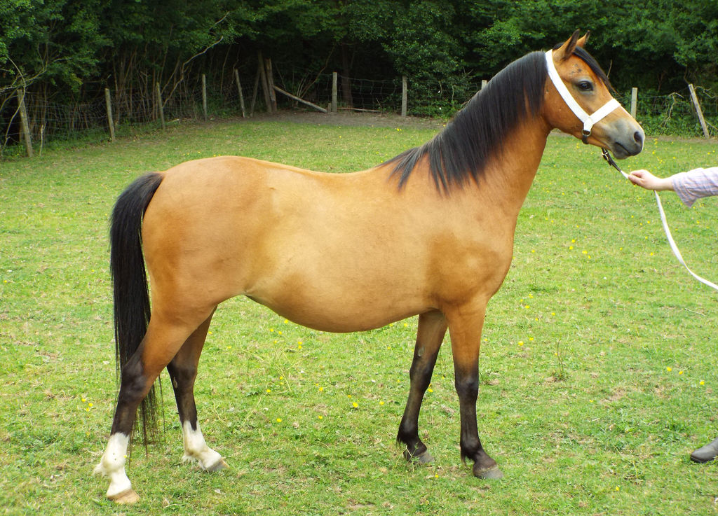 Blog | Springbourne & Blanche Welsh Mountain Ponies