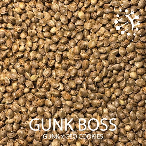 Gunk Boss - F1 Tester Pack (3 regular seeds) | Pro Terp Genetics