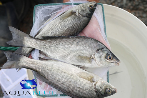 Silver Perch - Large | Aquablue Seafoods