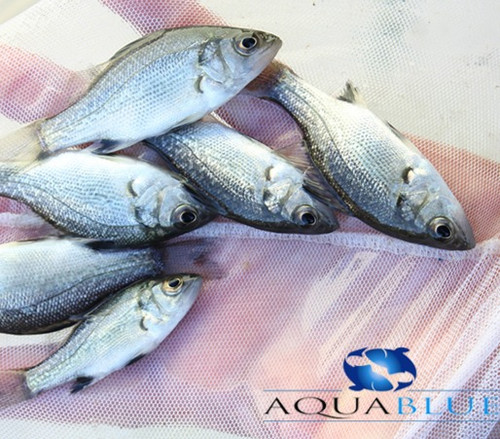 Bass - Fingerling Advanced | Aquablue Seafoods