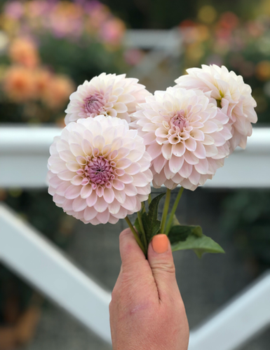 Bloomquist Tory P | OnlyThePrettyPetals