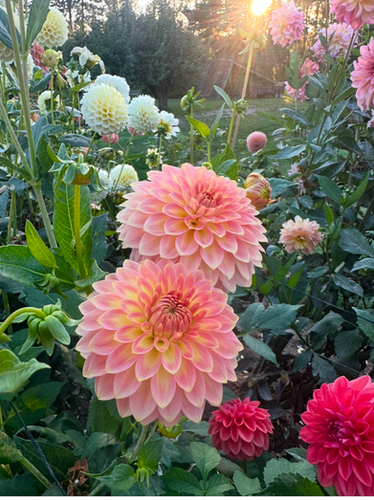 Oreti Adele | OnlyThePrettyPetals