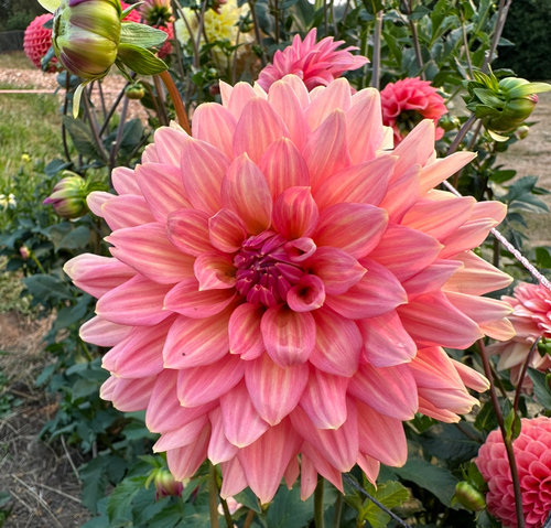 Connecticut Coral | OnlyThePrettyPetals