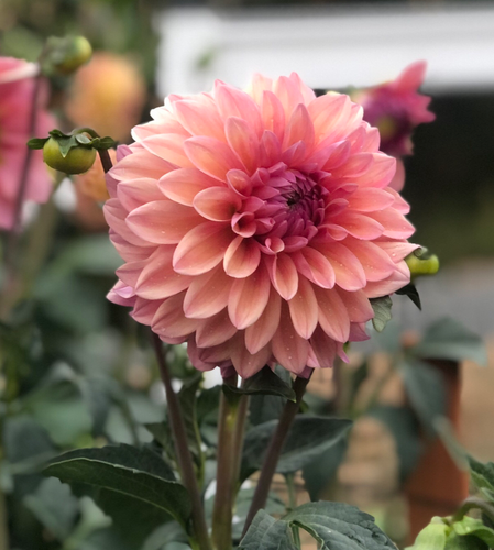 Scaur Swinton | OnlyThePrettyPetals