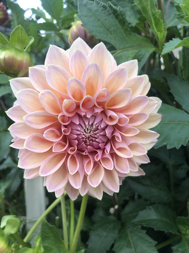 Castle Drive | OnlyThePrettyPetals