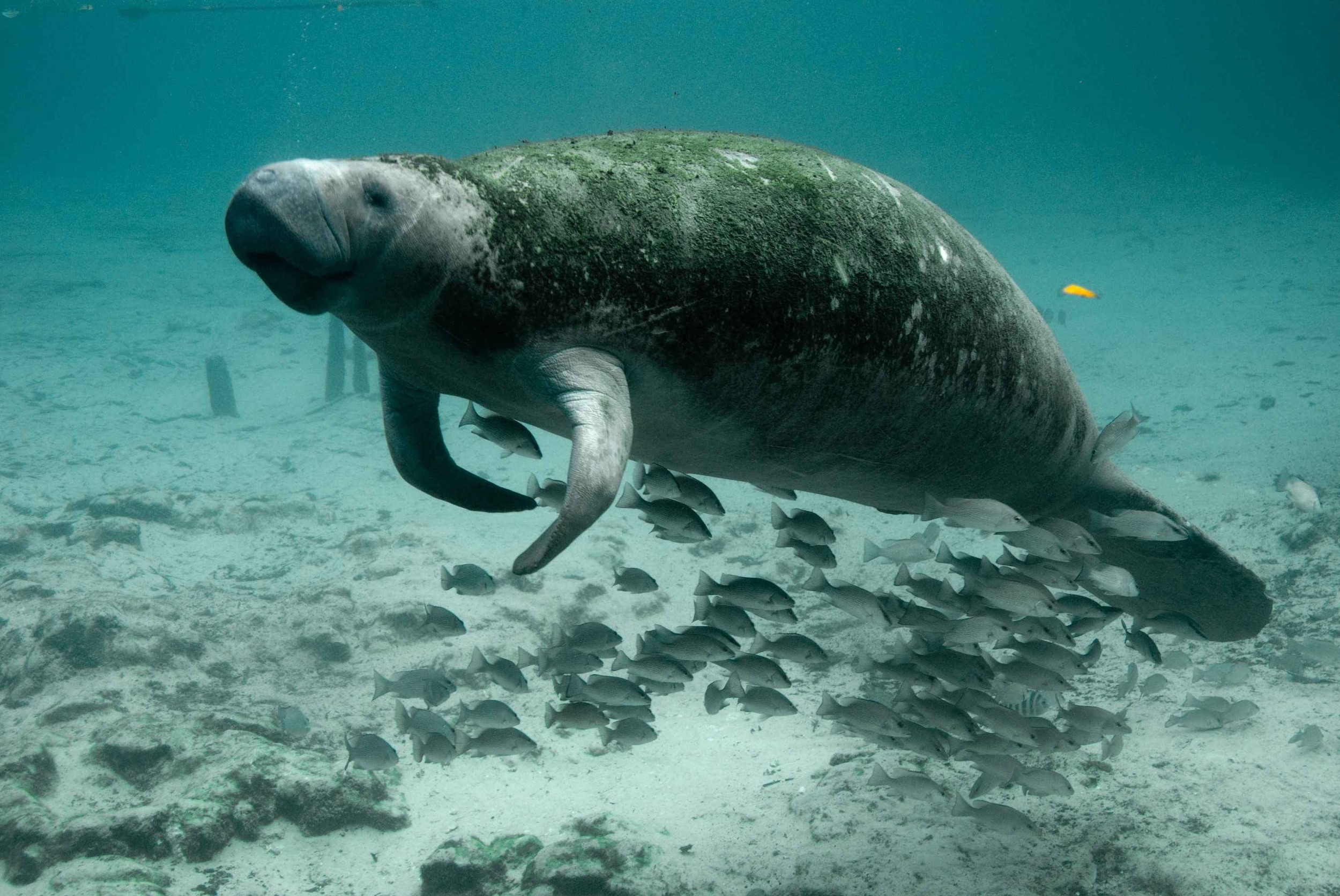 What Do Manatees Eat? | Mermaid of Hilton Head Education