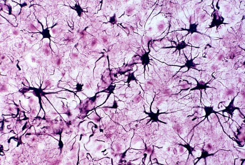 Retrospectiva histórica: Células da Glia