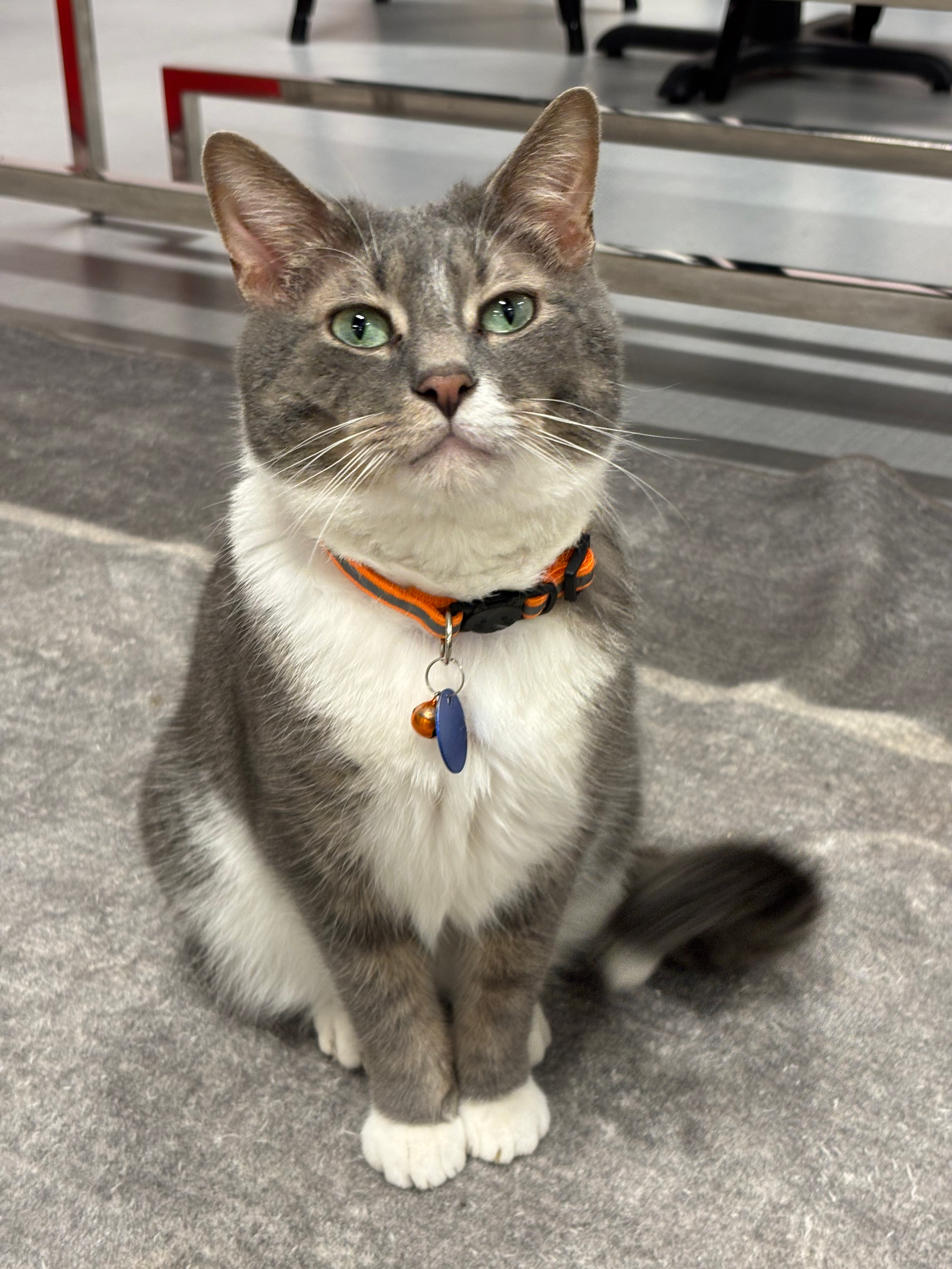 Jimmy | RubyCats