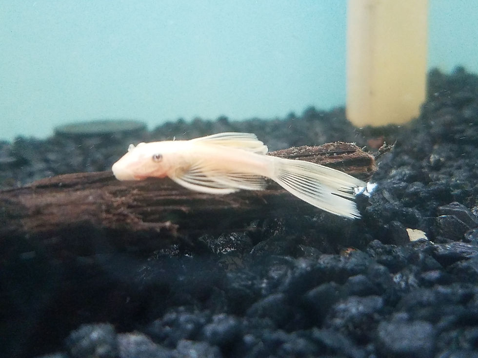 Fish | greenbankaquarium