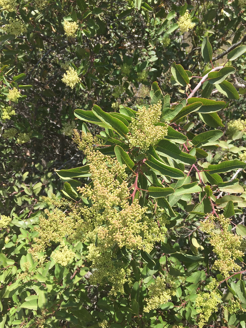 National Forest Laurel Sumac