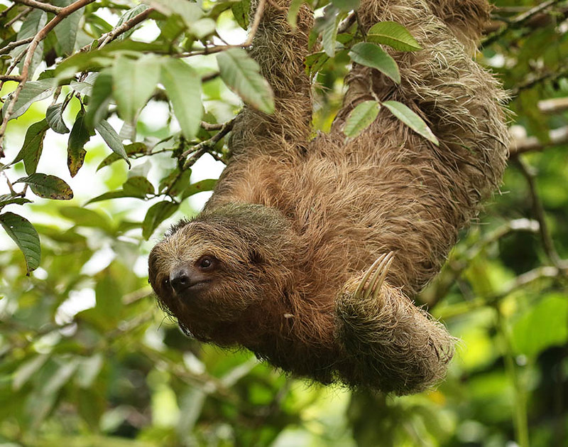 Animales de Costa Rica: Descubra la increíble vida silvestre de la ...
