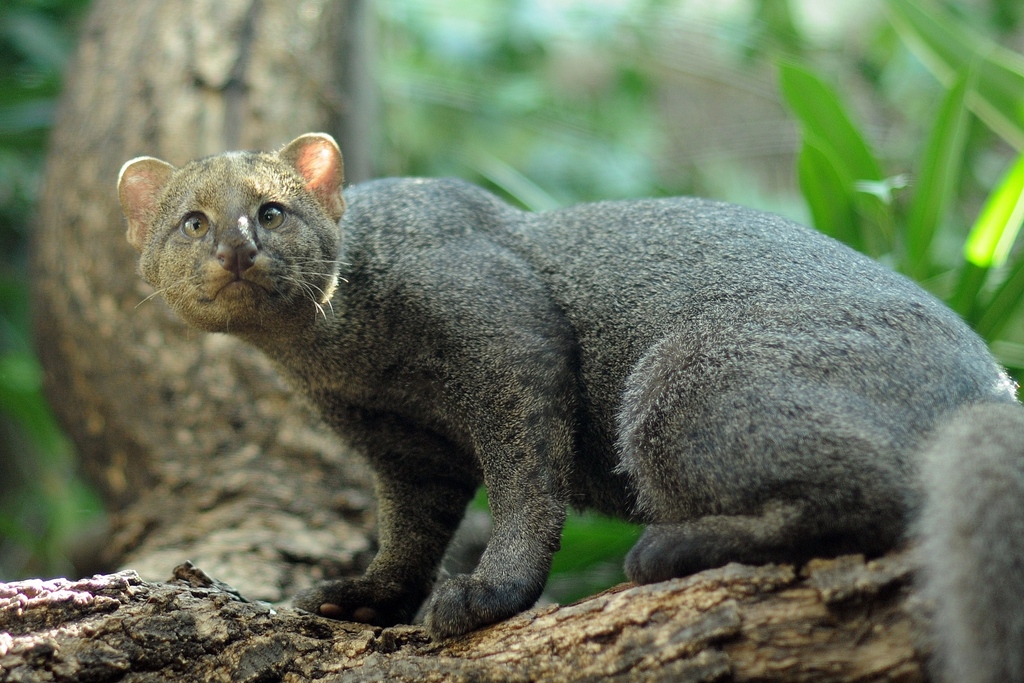 Animales de Costa Rica: Descubra la increíble vida silvestre de la ...