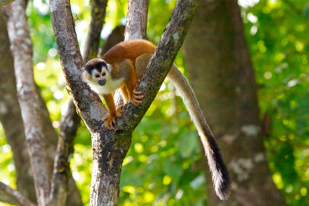 Animales de Costa Rica: Descubra la increíble vida silvestre de la ...