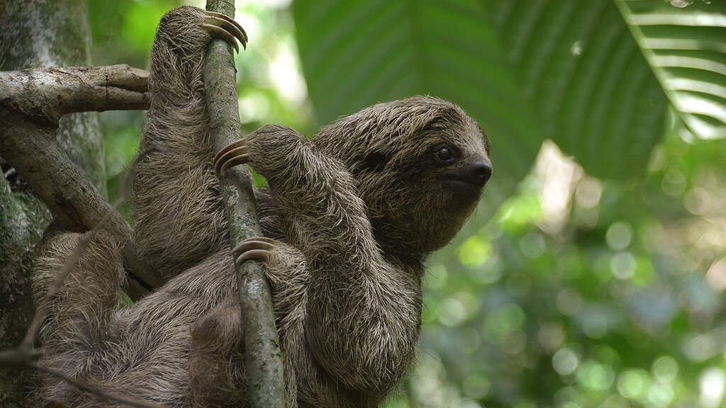 Animales de Costa Rica: Descubra la increíble vida silvestre de la ...