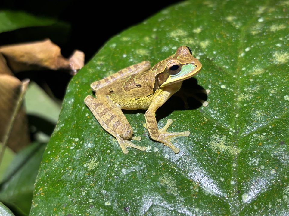 Animales de Costa Rica: Descubra la increíble vida silvestre de la ...