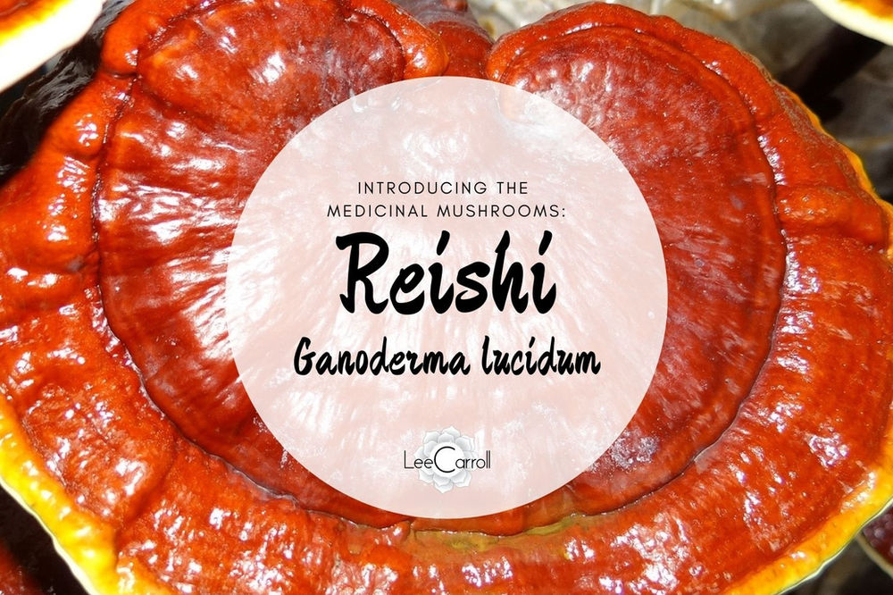 Introducing... Reishi!