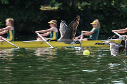 Staines Regatta | stainesboatclub