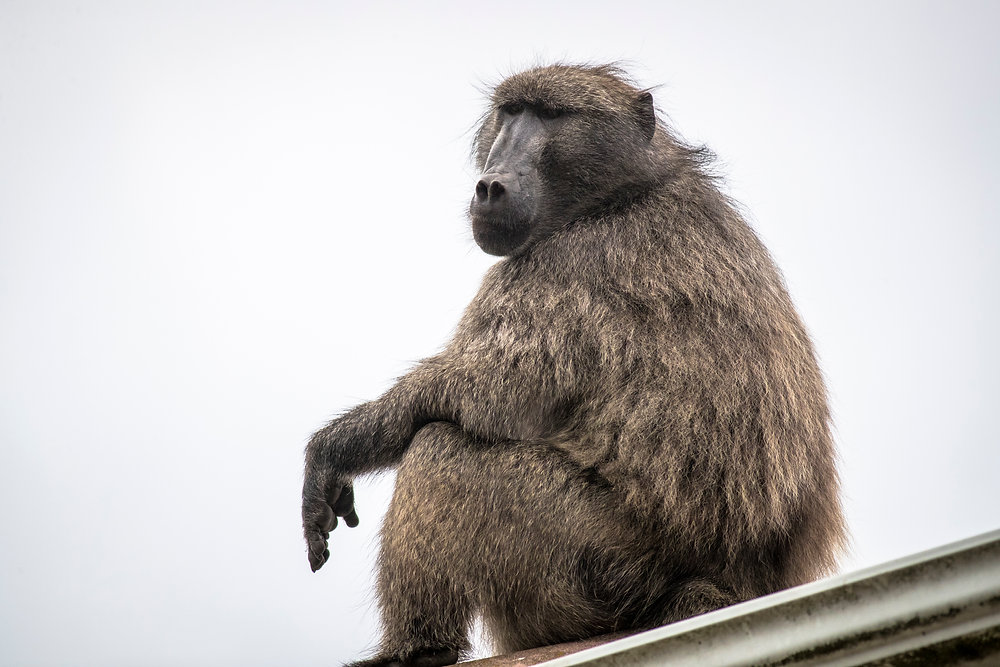 Baboon Resource Pack