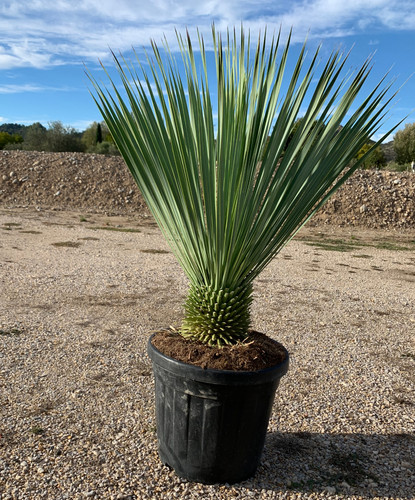 Yucca Rostrata pots 15l. | Pepiniere Peyrolles