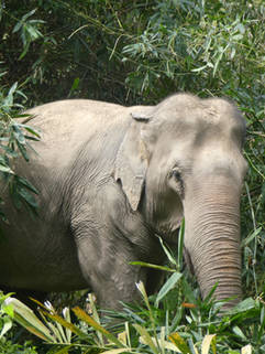 Gallery | Following Giants | Ethical Koh Lanta Elephant Sanctuary