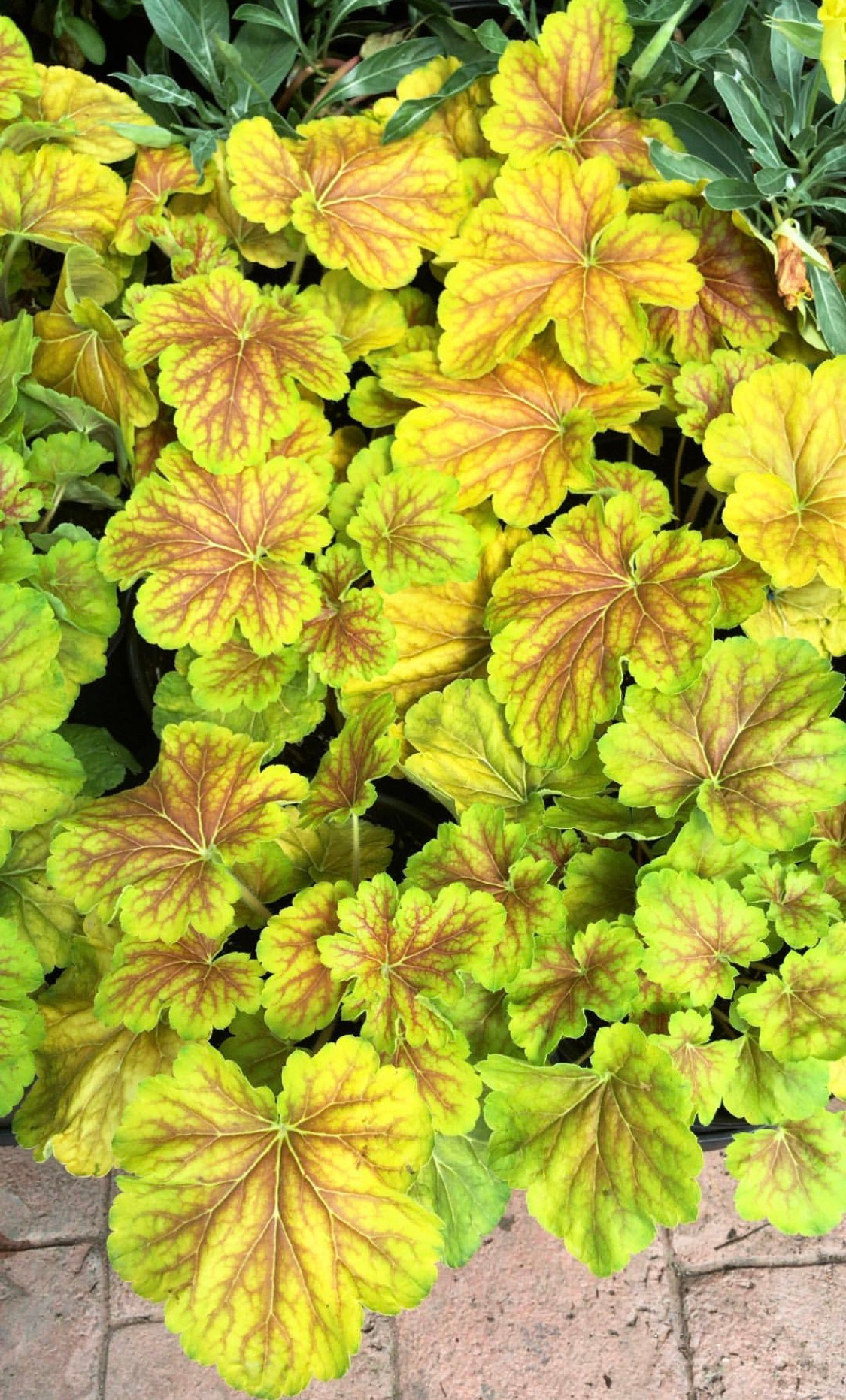Heuchera spp. | Twin Pines Nursery