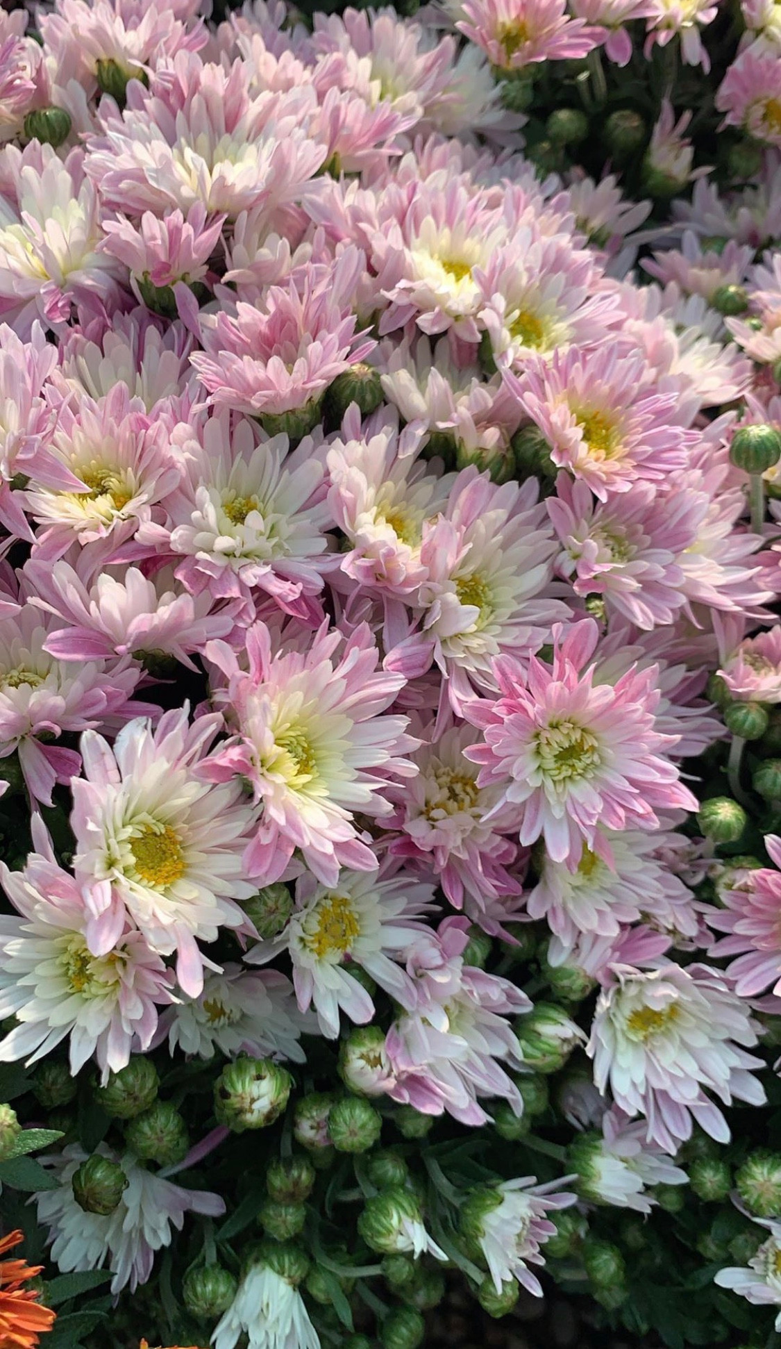 Chrysanthemum spp. | Twin Pines Nursery