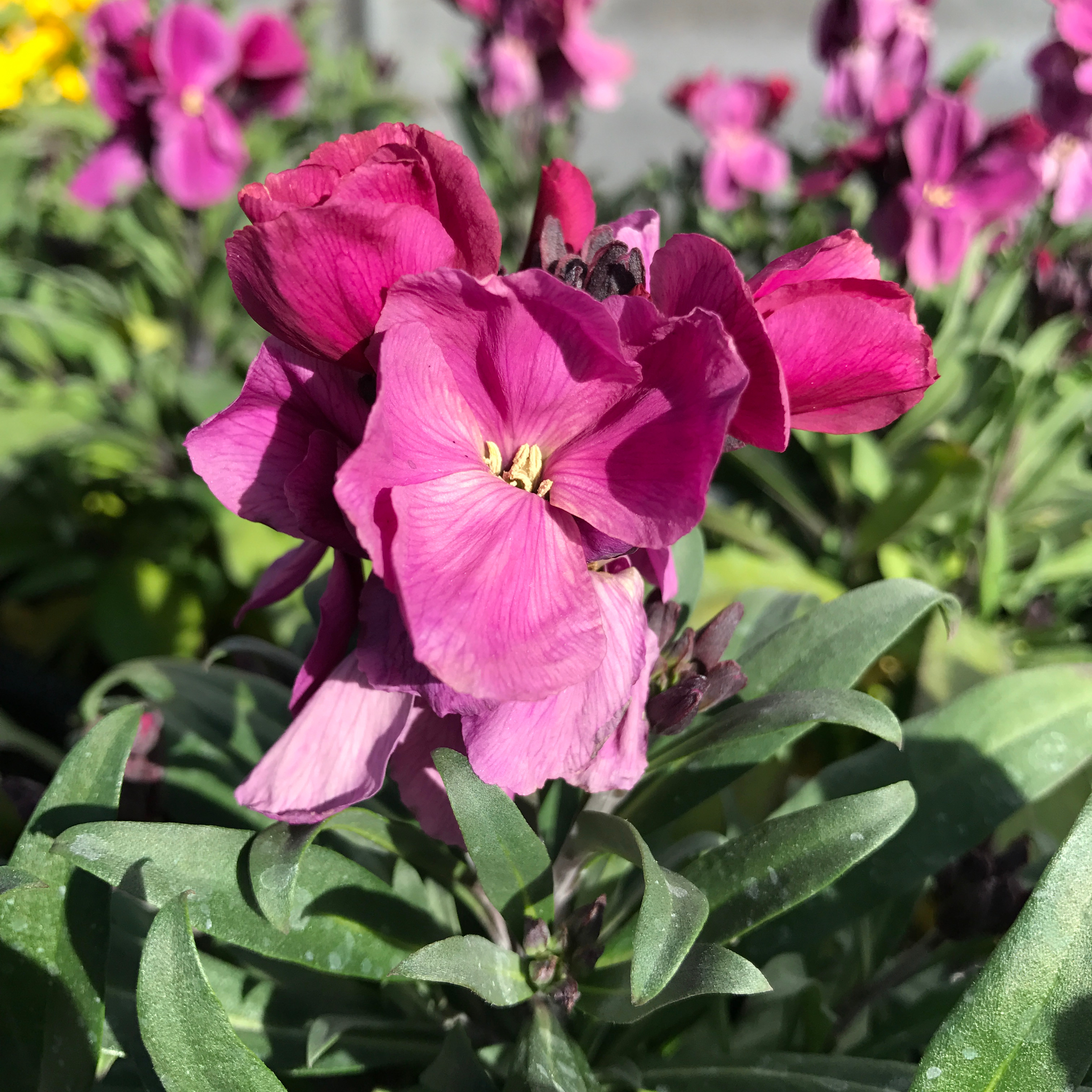 Erysimum cheiri | Twin Pines Nursery