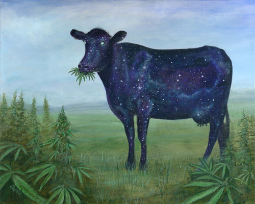 Spaced out cow eating marijuana. Cow having a feeling of peace and ...