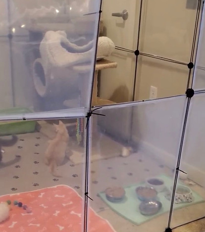 Motley Zoo Animal Rescue | Foster 101: Cat Fostering Overview