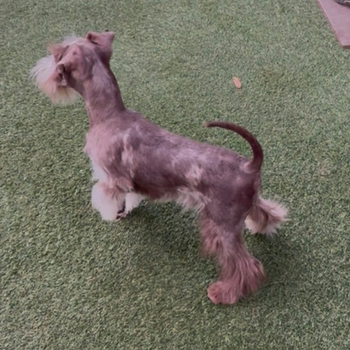 TENGEN DE LORANO 33 (Hembra Liver Merle Parti, Muy mini) Ojos azules ...