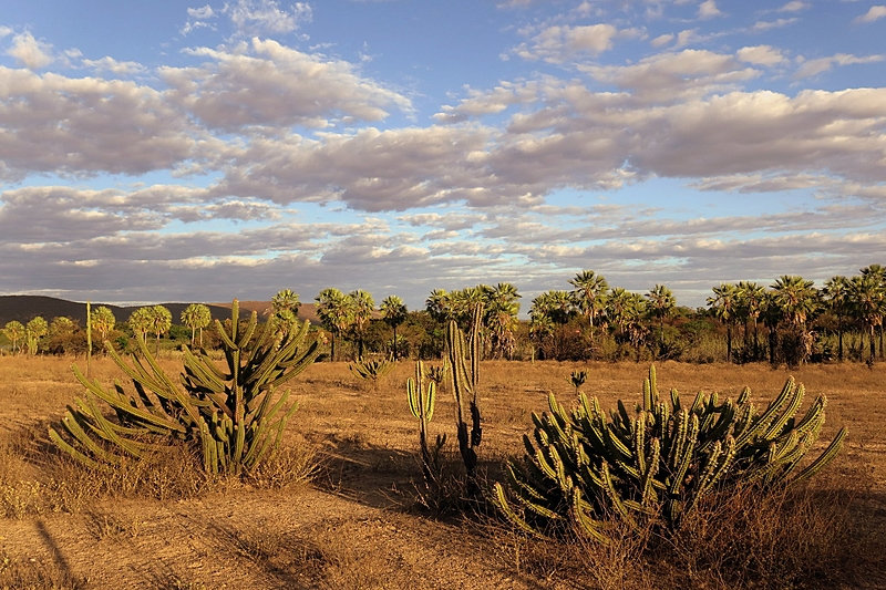 Caatinga, o trunfo brasileiro no combate às mudanças climáticas