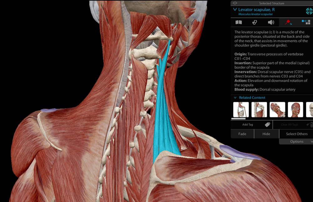 Why pain or tightness in neck, shoulders and upper trapezius