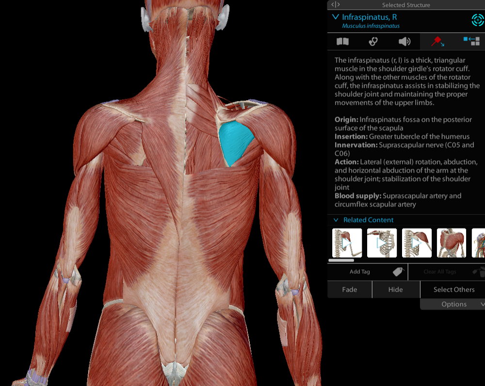 Why pain or tightness in neck, shoulders and upper trapezius