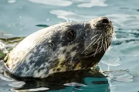 Lecture: Top 10 FAQs About Grey Seals | CCF