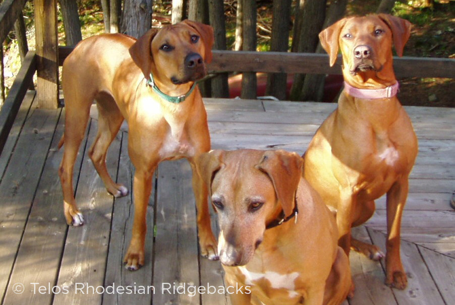 Welcome to Telos Rhodesian Ridgebacks - Madison, Wisconsin
