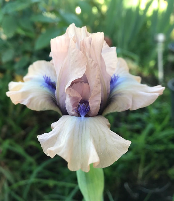 Home | The Iris Society of Australia
