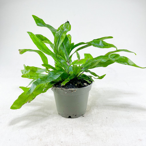 Microsorum Diversifolium (5.5 cm Saksıda) Kangaroo Fern Eğrelti | Gurme ...