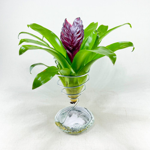 Vriesea Cathy P (L) Dekoratif Standı İle Alev Kılıcı Bitkisi Bromeliad ...