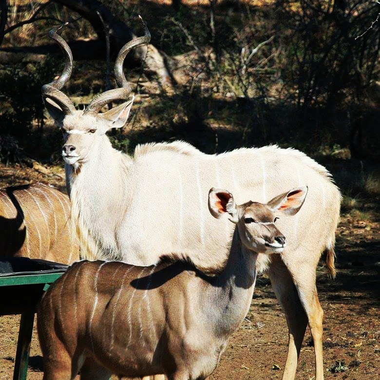 Exotic Game Drive | Thulani Game Lodge