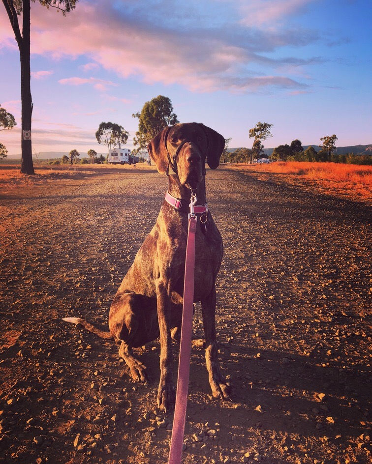 Carnarvon Gorge with Dogs