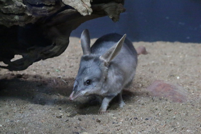 The Must See Bilby Experience Attraction | Charleville | QLD
