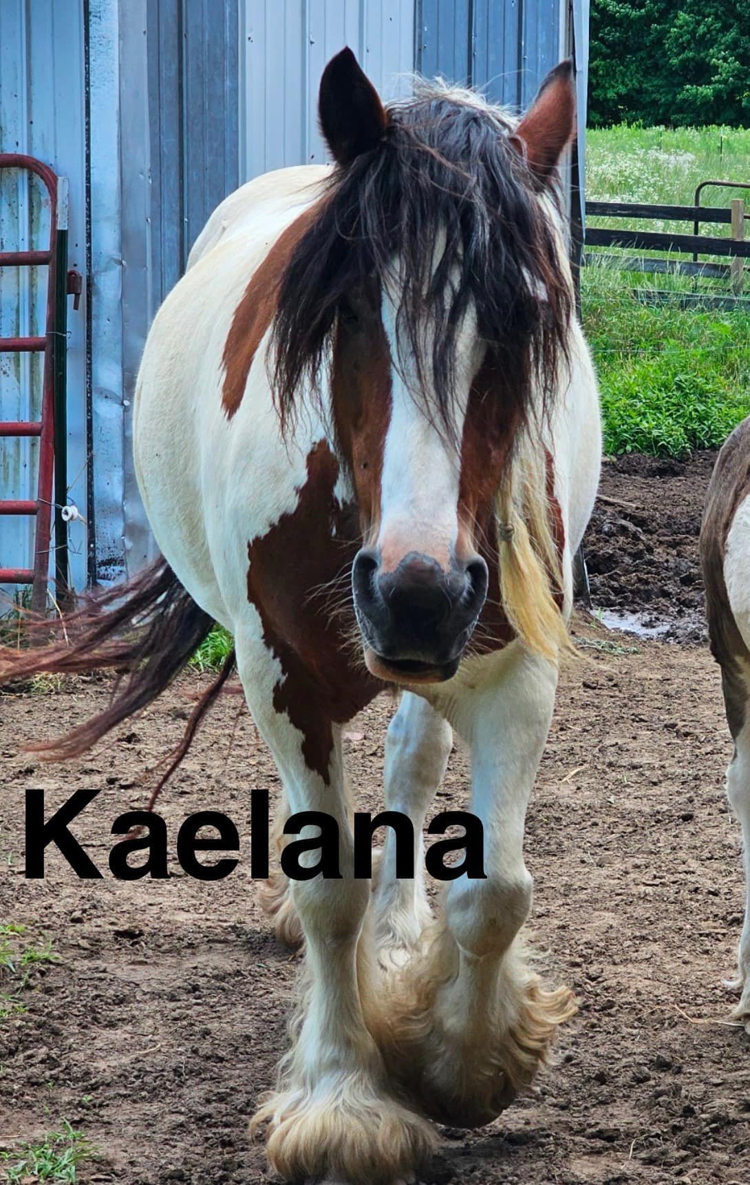 Kaelana of Lexlin
