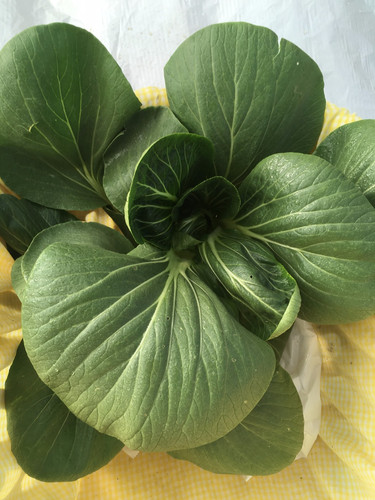 Pac Choi | Olds Family Farms