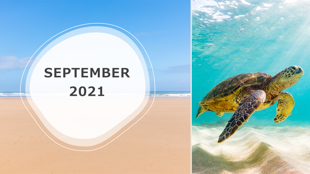 September 2021 iCare Schedule! | seaturtleadventures