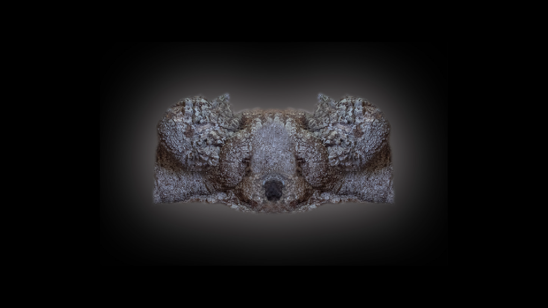 Shrunken in My Place | Dov Levin