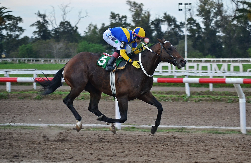 Es Aristocrático, un candidato de lujo para el Clásico Ciudad de La Plata