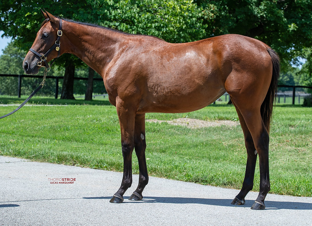 Half-Sister to Journalism RNA’s for $3.9 Million, Will Race for Don Alberto