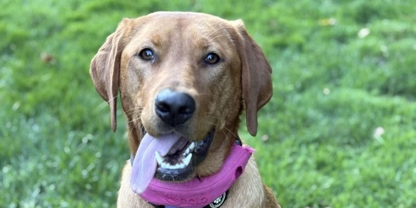 Meet Meg the Red Labrador | Meg The Red Labrador